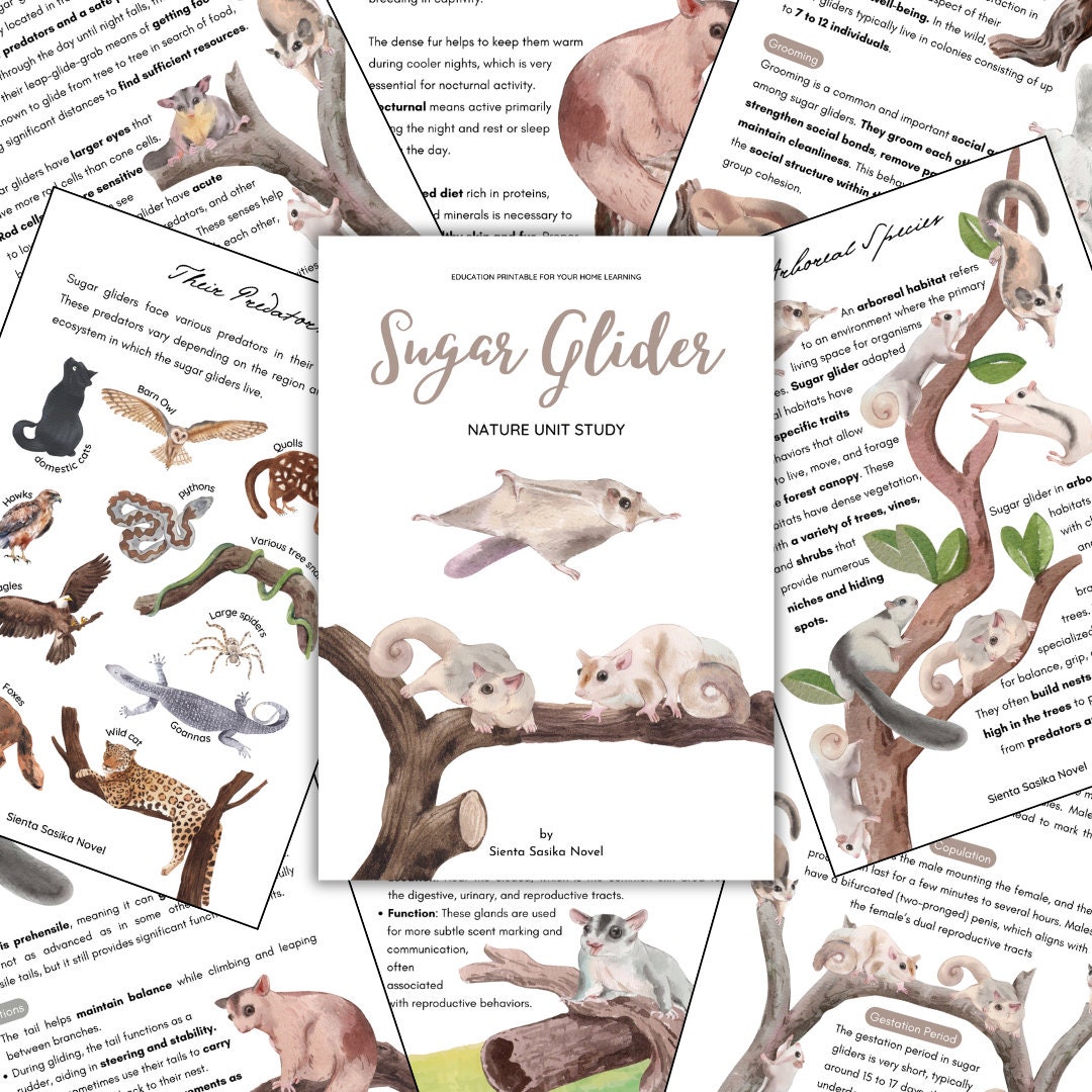 SUGAR GLIDER Unit Study [nature Unit Study] Total 211 Pages ...