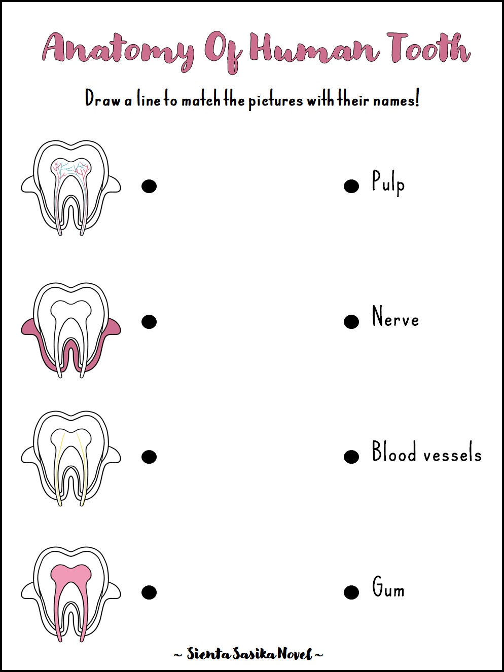 ANATOMY of HUMAN TOOTH: Montessori 3 Parts Card and 40 Pages - Etsy