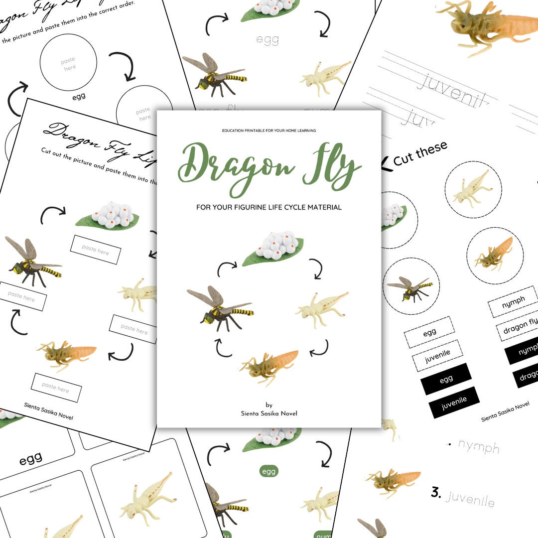 LIFE CYCLE: Dragon Fly Life Cycle for Your Figurine Life Cycle Material ...