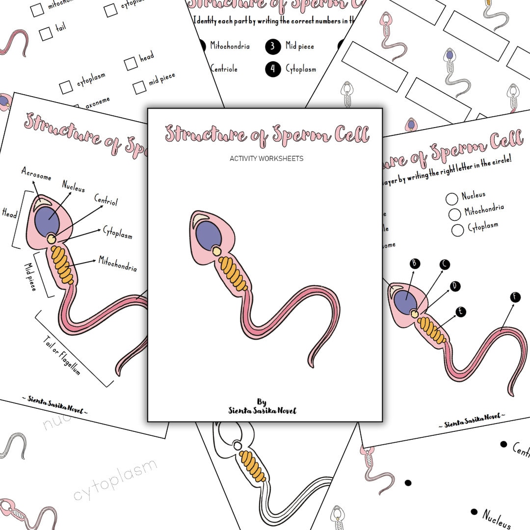 STRUCTURE of SPERM CELL: Montessori 3 Parts Card and 68 Pages Worksheet ...