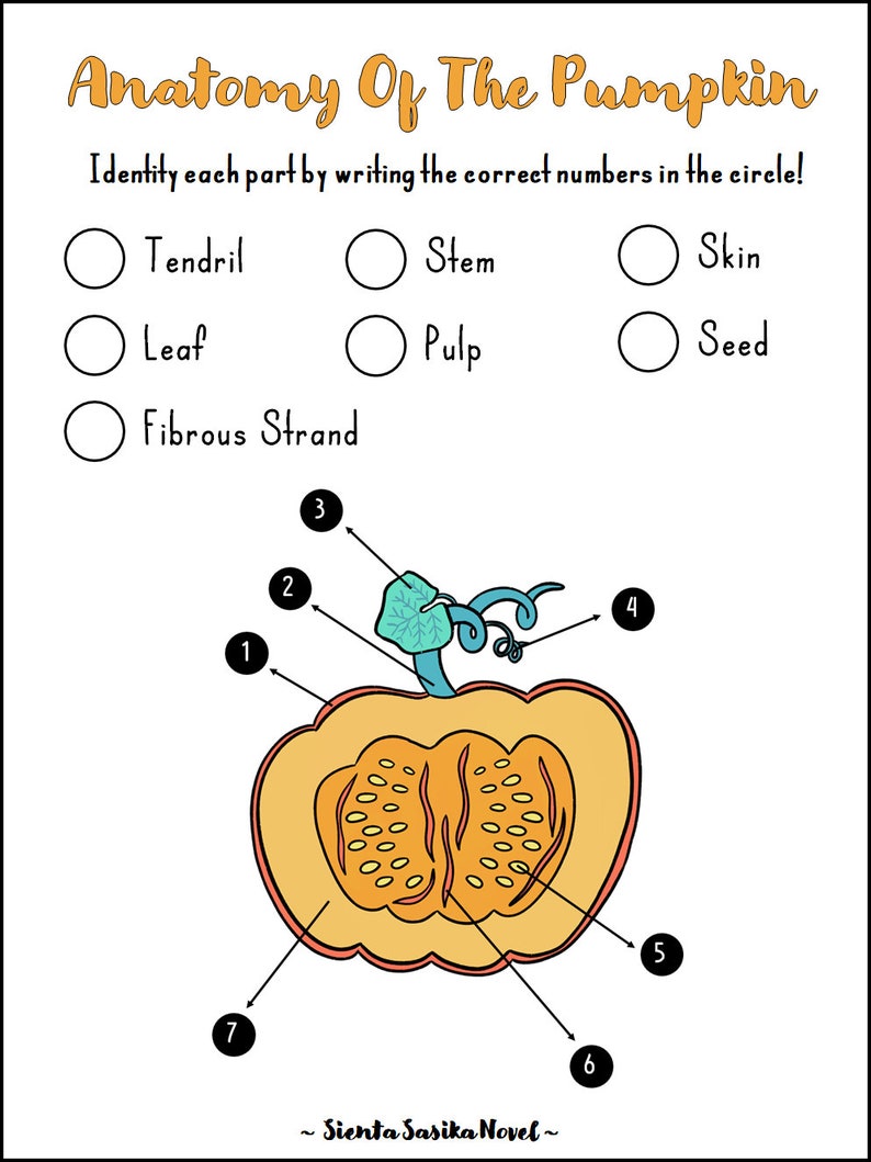 ANATOMY of THE PUMPKIN: Montessori 3 Parts Card and 43 Pages - Etsy
