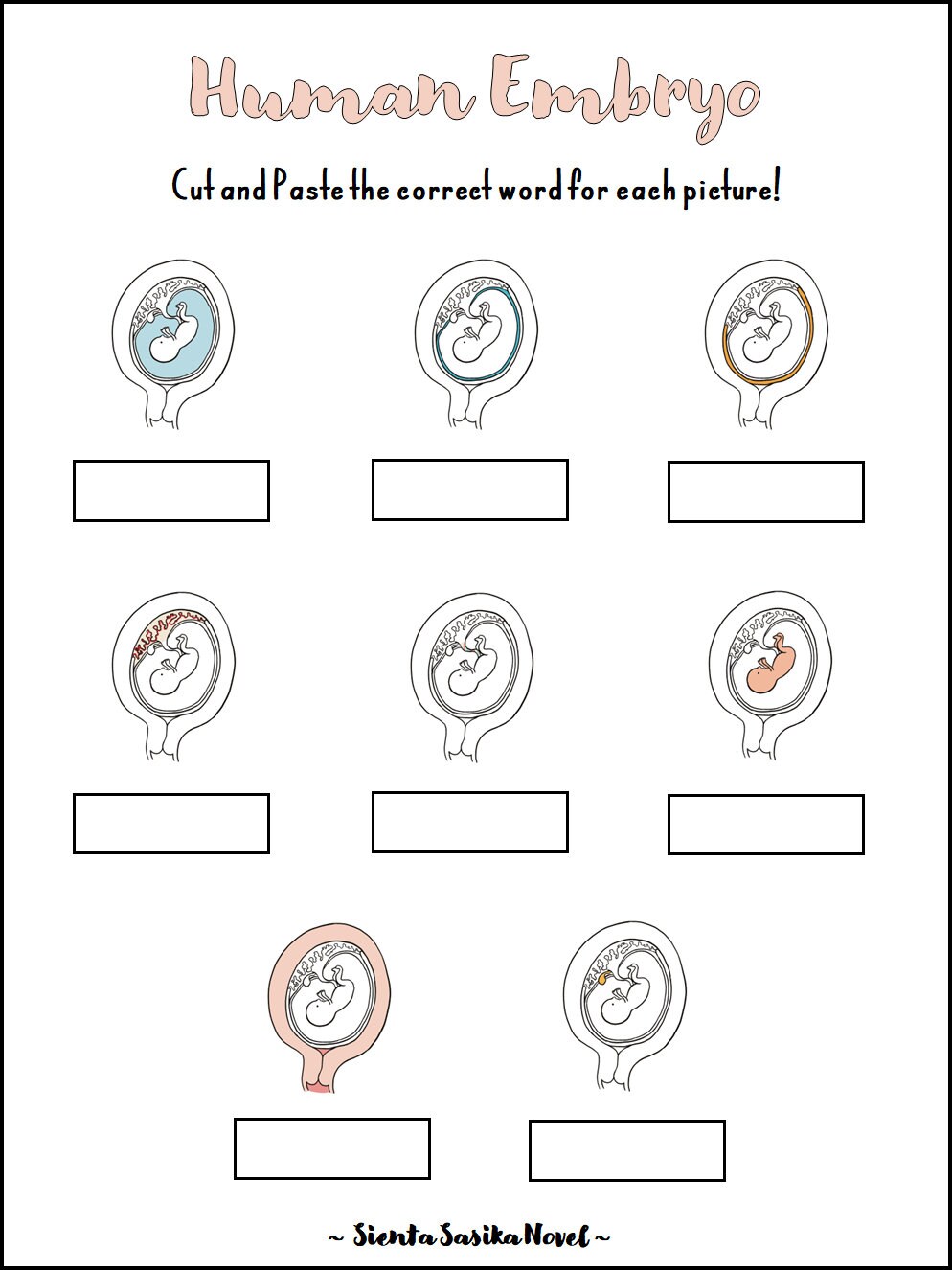 HUMAN EMBRYO: Montessori 3 Parts Card and 60 Pages Worksheet - Etsy