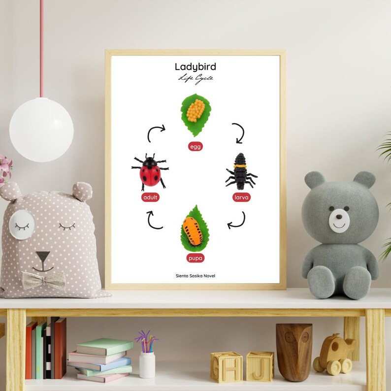 POSTER of Chicken Life Cycle, Ladybird/ladybug Life Cycle, Grasshopper ...