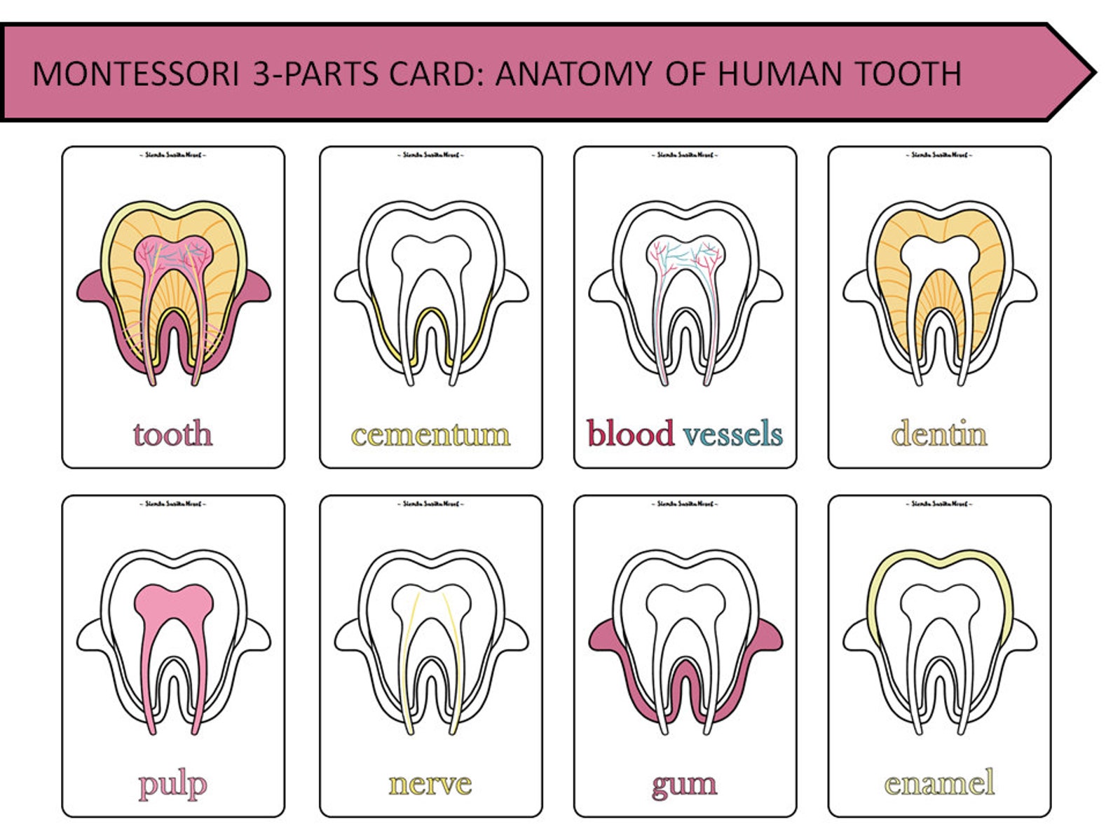 ANATOMY of HUMAN TOOTH: Montessori 3 Parts Card and 40 Pages Worksheet ...