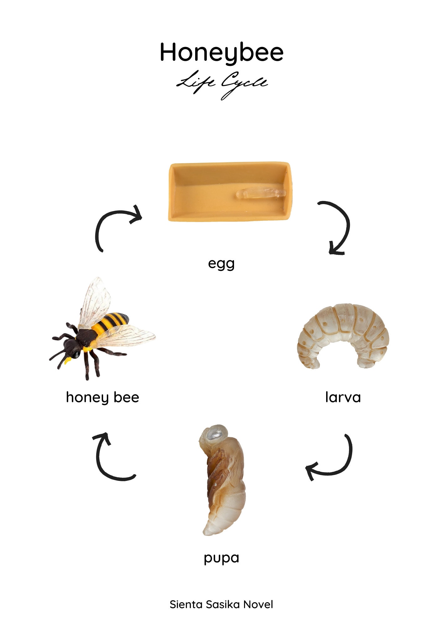 LIFE CYCLE: Honey Bee Life Cycle for Your Figurine Life Cycle Material ...