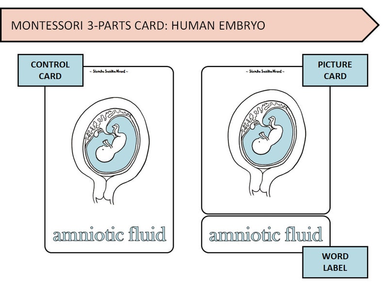 HUMAN EMBRYO: Montessori 3 Parts Card and 60 Pages Worksheet | Human ...