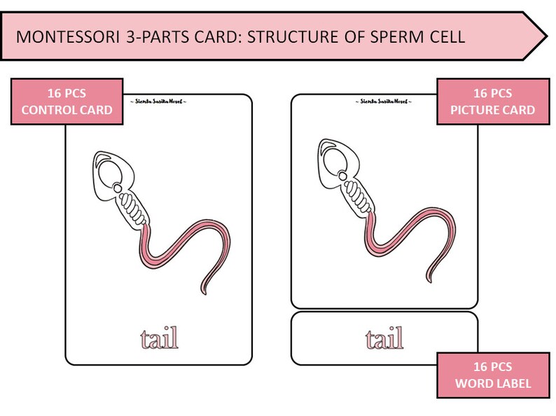 STRUCTURE of SPERM CELL: Montessori 3 Parts Card and 68 Pages Worksheet ...