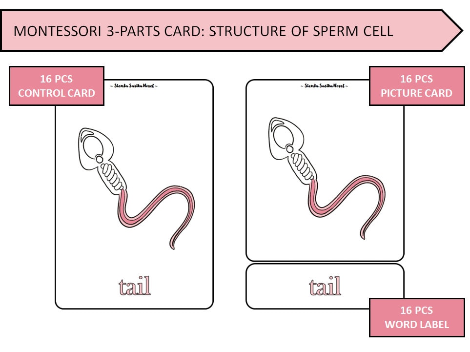 STRUCTURE of SPERM CELL: Montessori 3 Parts Card and 68 Pages Worksheet ...