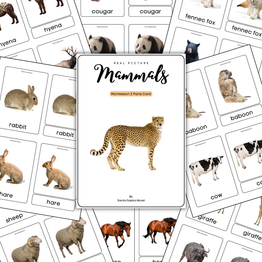 Montessori Mammal Cards: Real Picture 3-part Learning (PDF) - Etsy