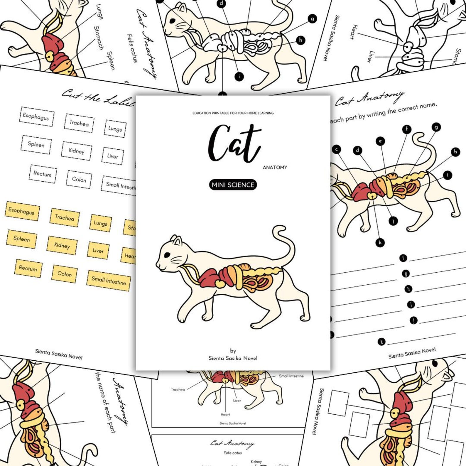 Cat Anatomy Learning Printable: Mini Science Worksheet (PDF) - Etsy