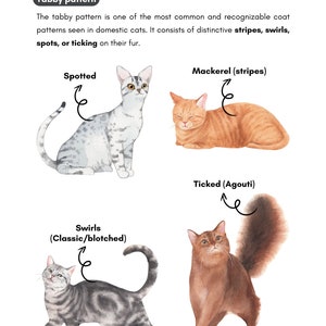 Cats Nature Unit Study: Homeschool Printable (386 Pages) (PDF) - Etsy