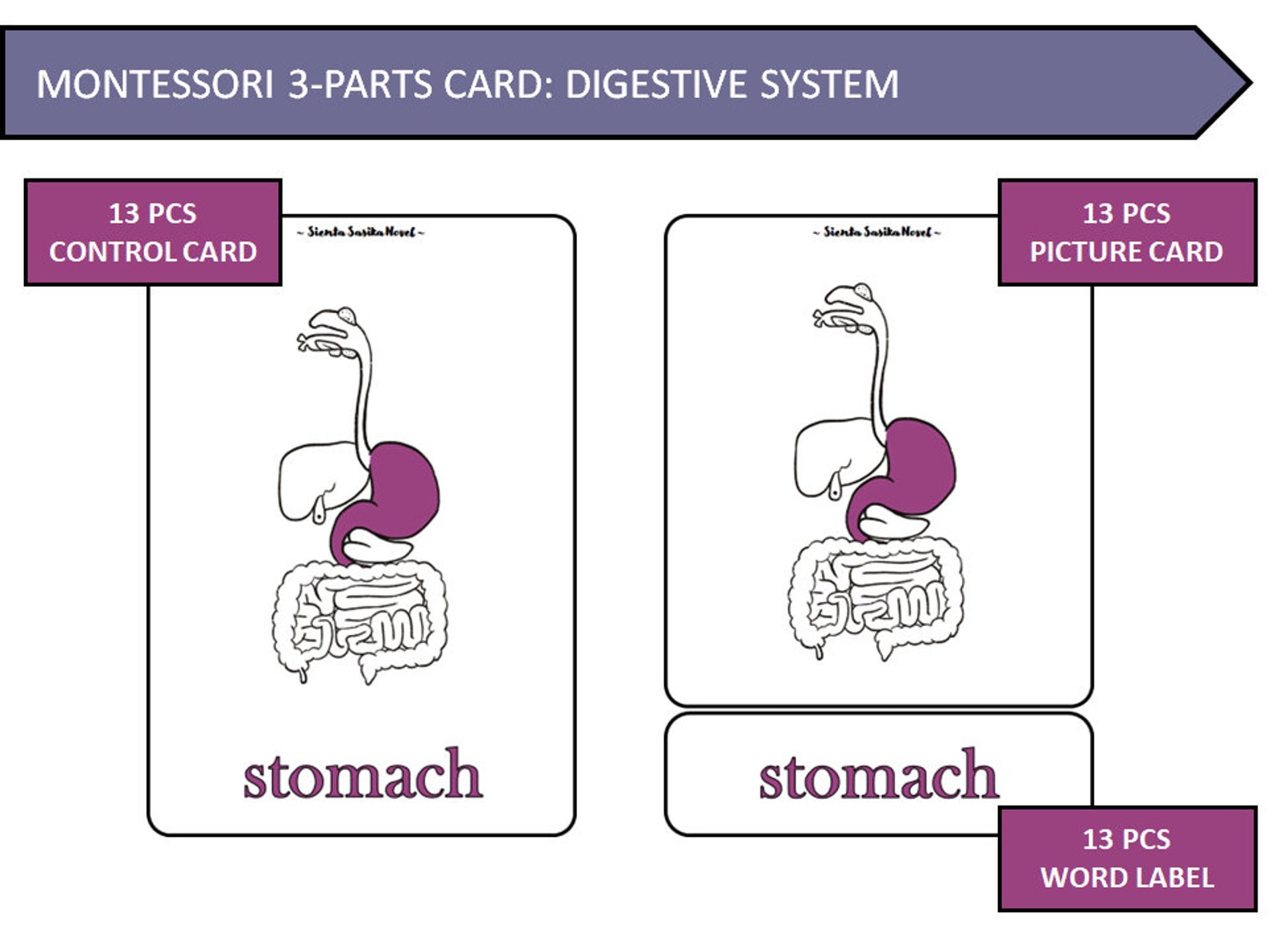 Digestive System Montessori 3-part Cards & Worksheets (PDF) - Etsy