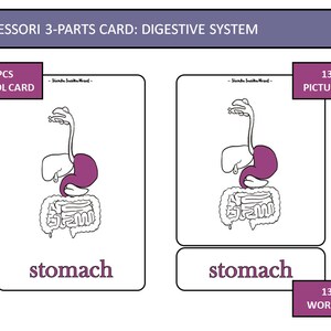 DIGESTIVE SYSTEM: Montessori 3 Parts Card and 85 Pages Worksheet ...