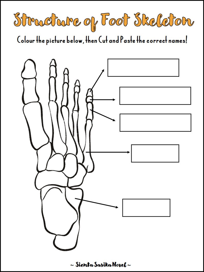 STRUCTURE of FOOT SKELETON: Montessori 3 Parts Card and 42 - Etsy