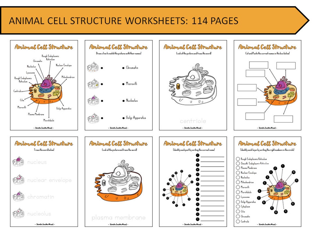 ANIMAL CELL STRUCTURE: Montessori 3 Parts Card and 114 - Etsy