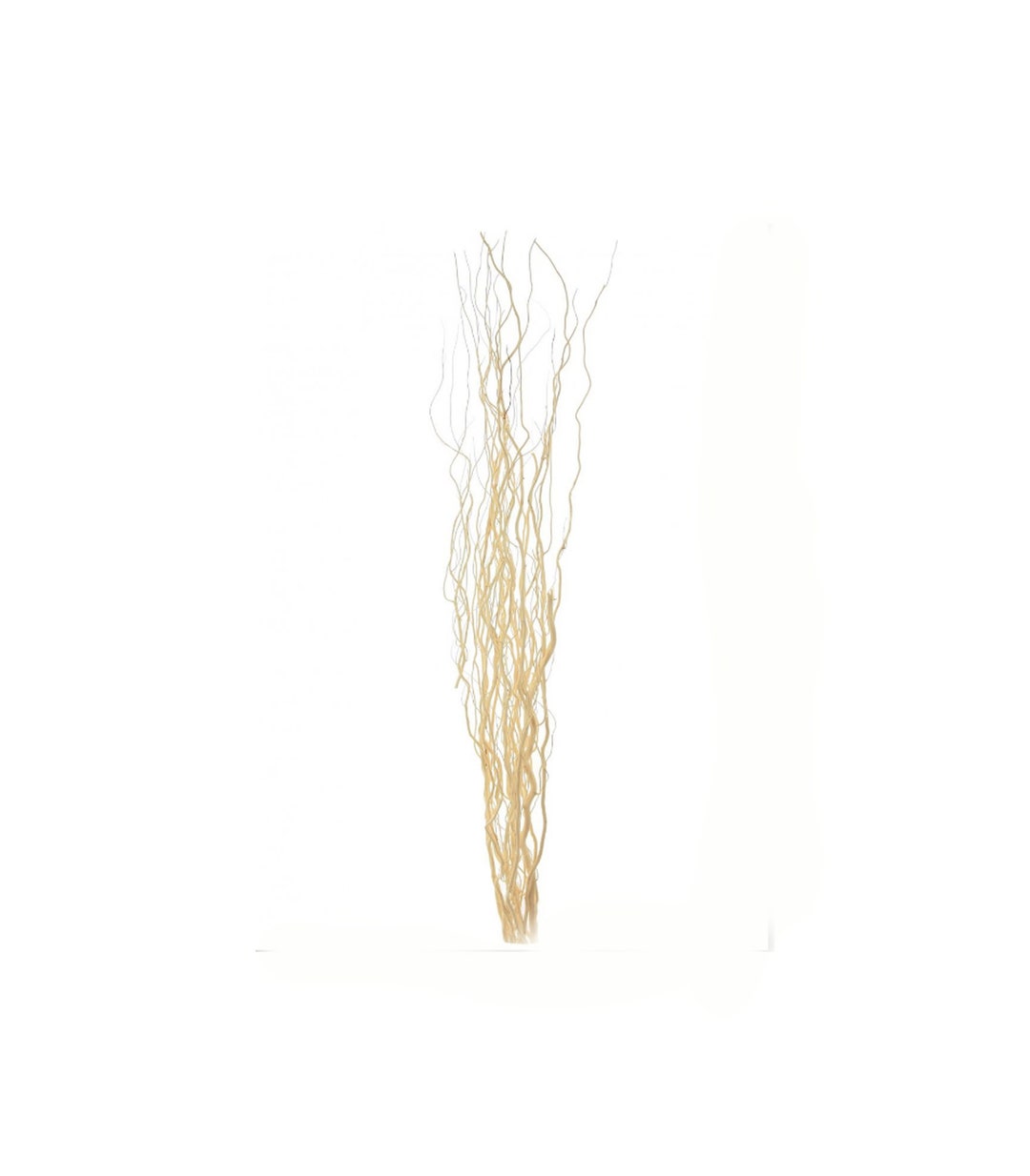 Cream Washed White Natural Contorted Willow Twigs Bunch, Curly Twisted ...