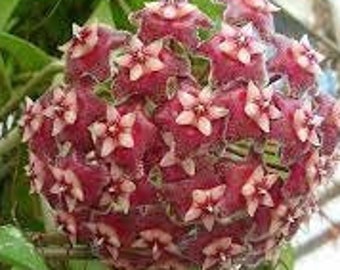 Hoya Pubicalyx Pink Splash - Etsy