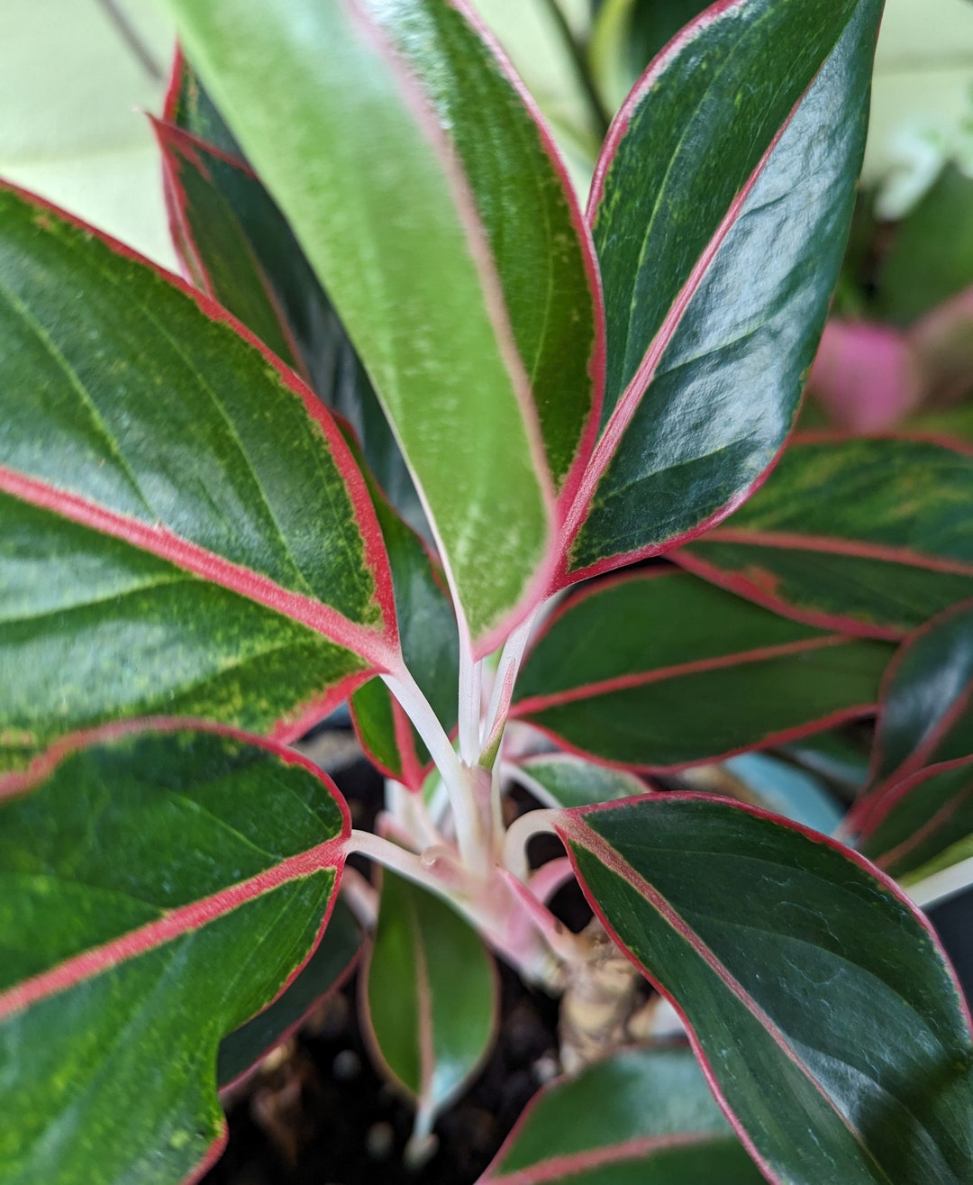 Aglaonema 'siam Aurora' - Red Aglaonema - Chinese Evergreen - Etsy