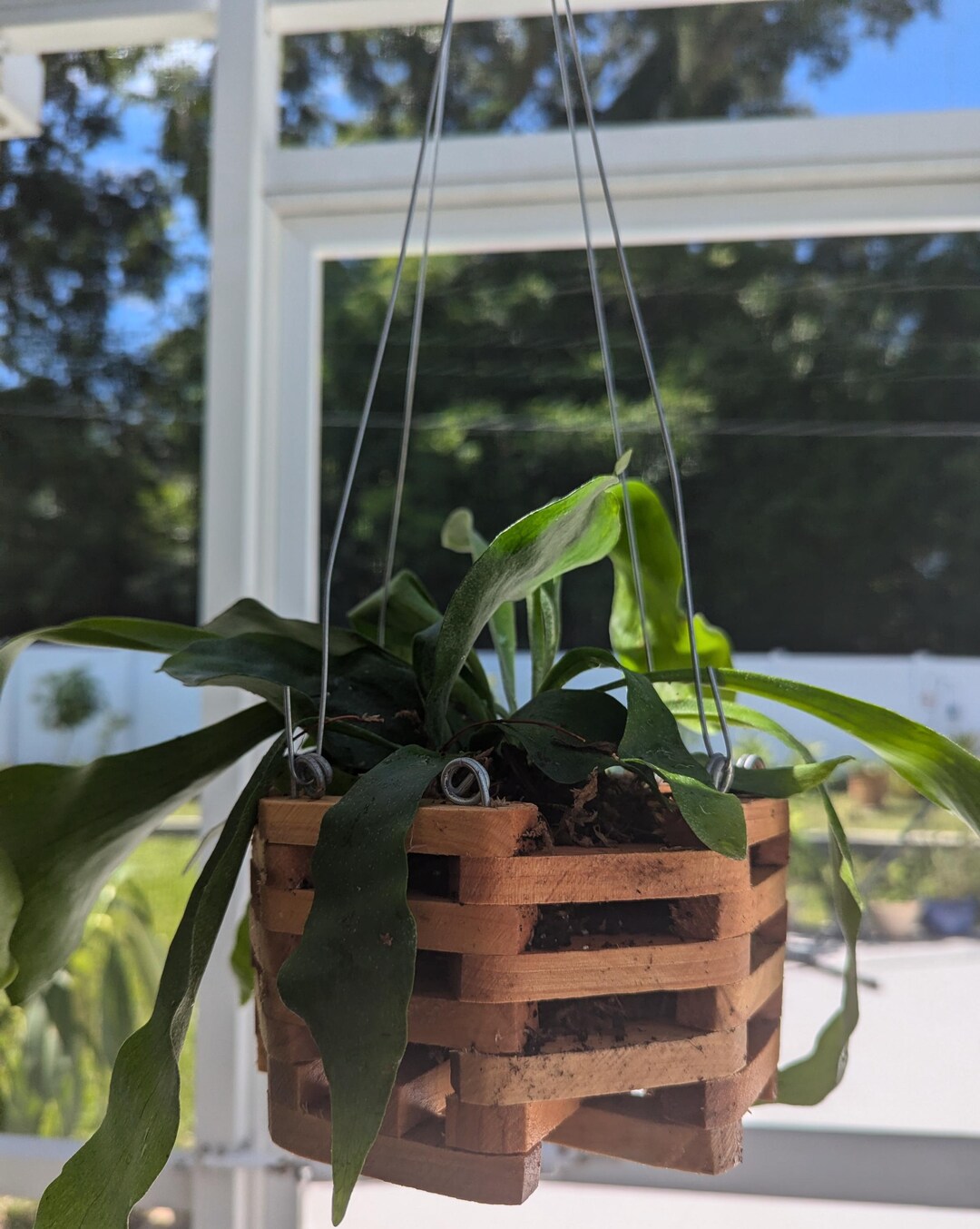 Staghorn Fern - Stag Head Fern (platycerium Bifurcatum) - 6" Octagon ...