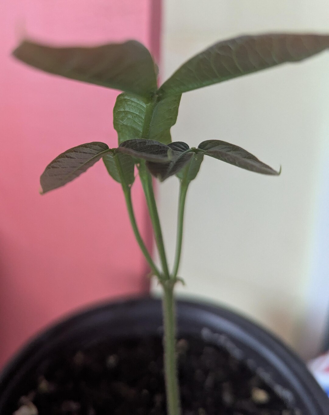 Guama Ice Cream Bean - Pepeto Inga Spectabilis (guamo Macheto, Guaba ...