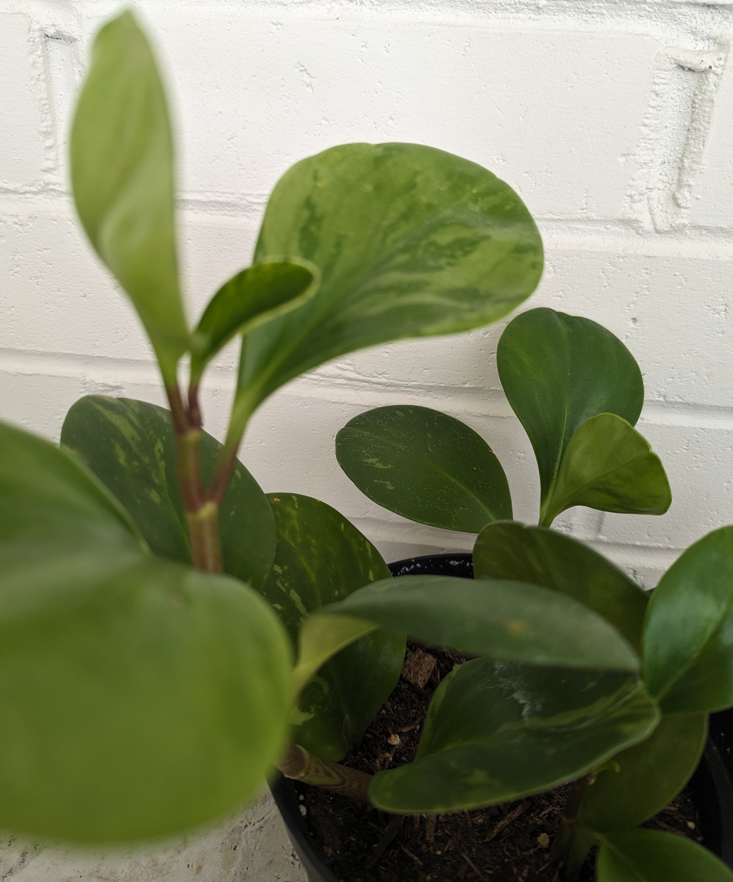 Peperomia Marble Peperomia Obtusifolia 'variegata' - Etsy