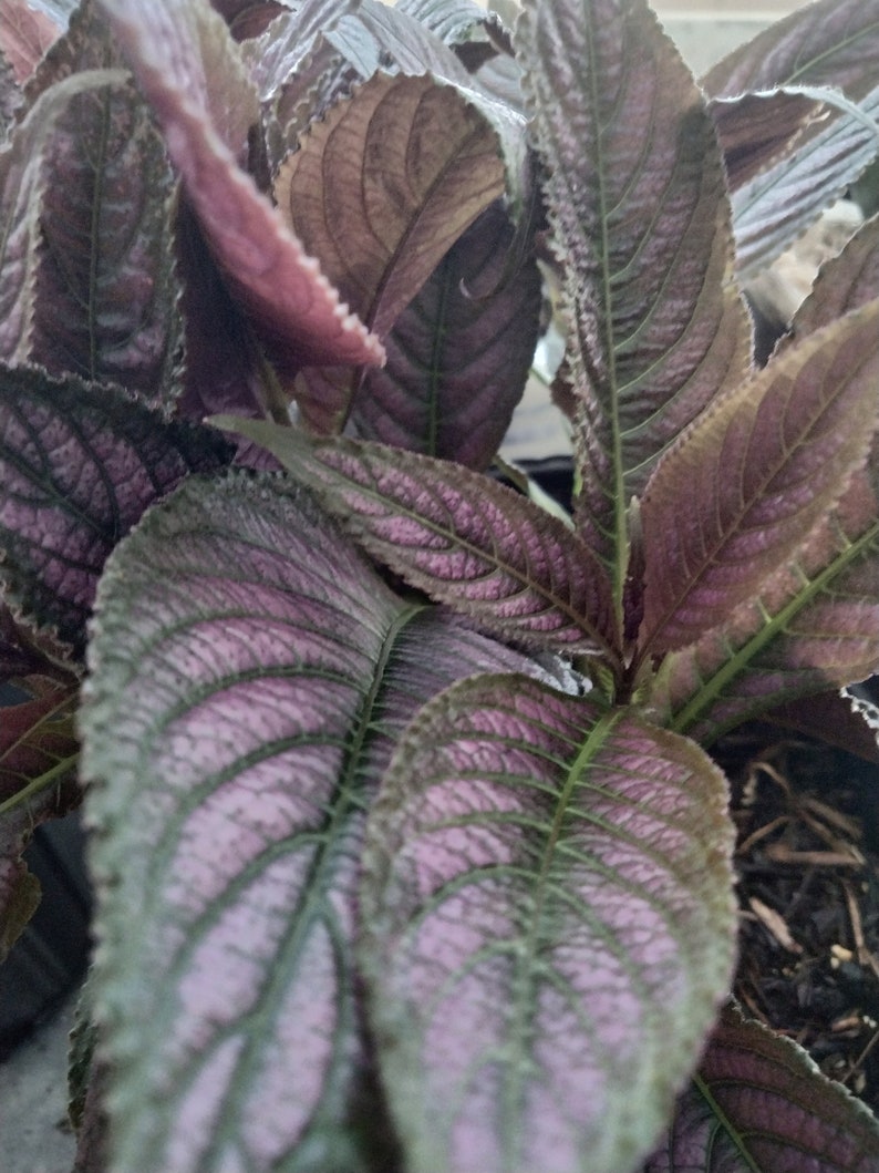 Persian Shield Plant Strobilanthes Dyerianus - Etsy