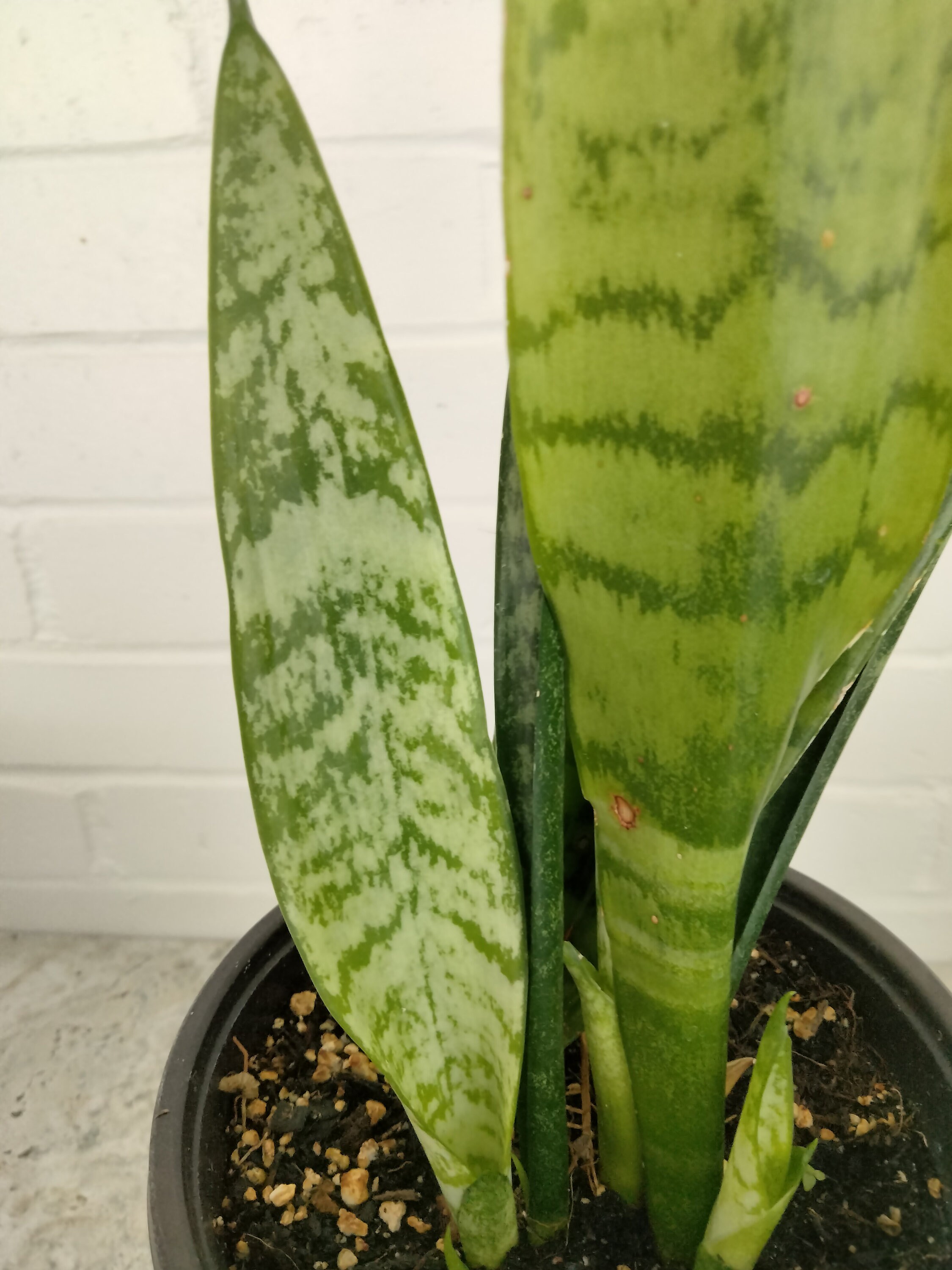 Snake Plant Sansevieria Zeylanica Bowstring Hemp - Etsy