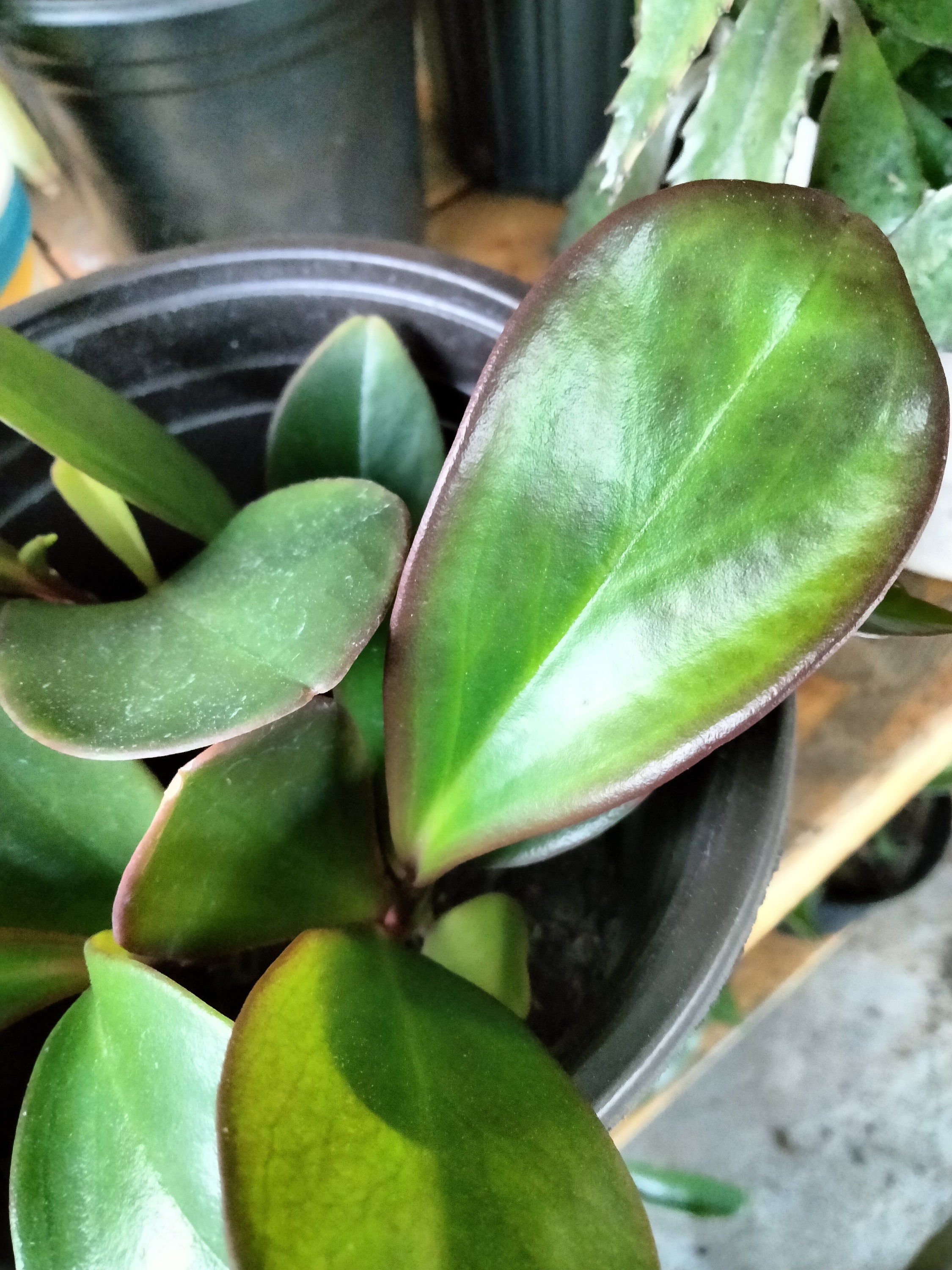Peperomia Red Margin - Clusiifolia Red Margin - Red Edged Radiator ...