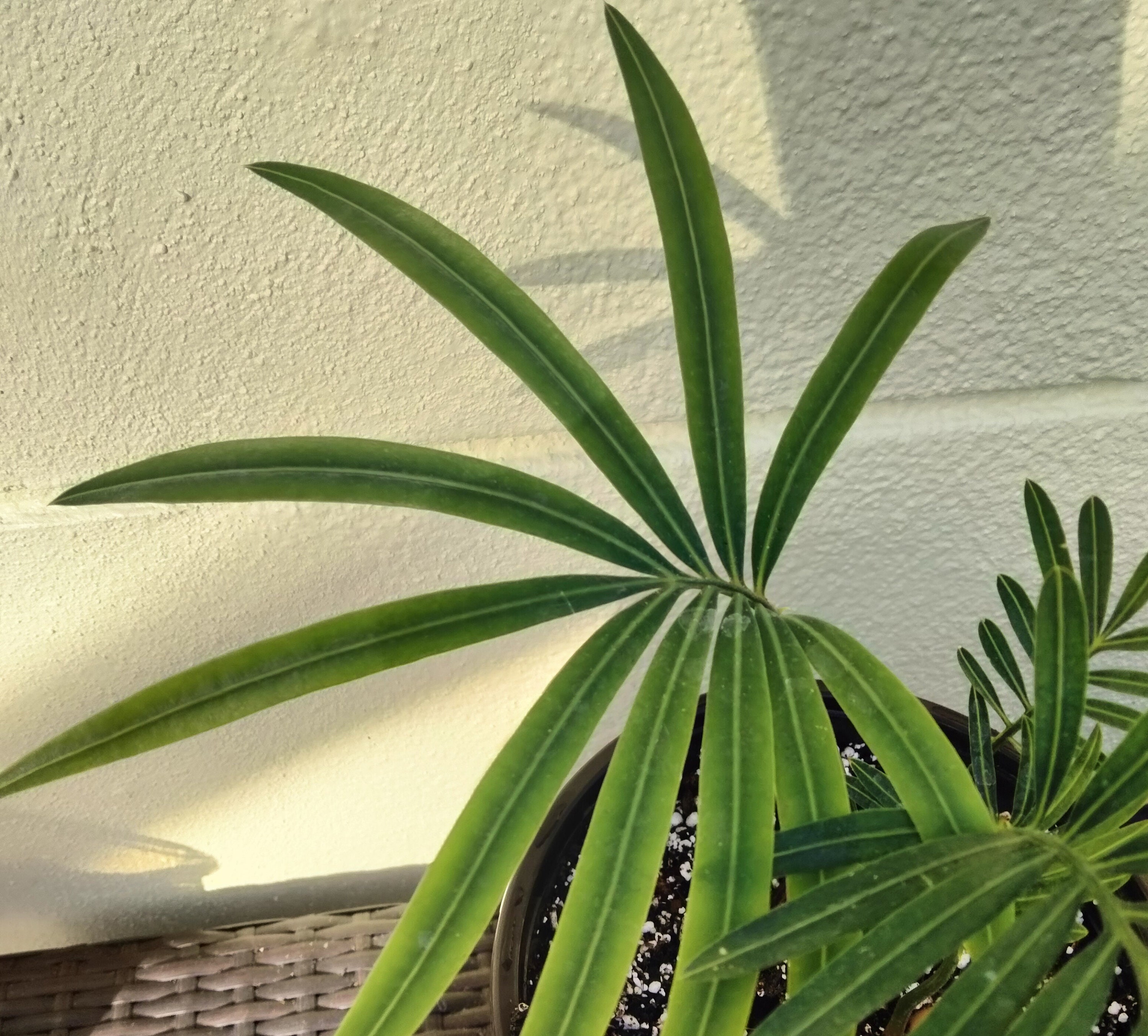 Cycas Thouarsii Madagascar Cycad Queen Sago rooted Pups - Etsy
