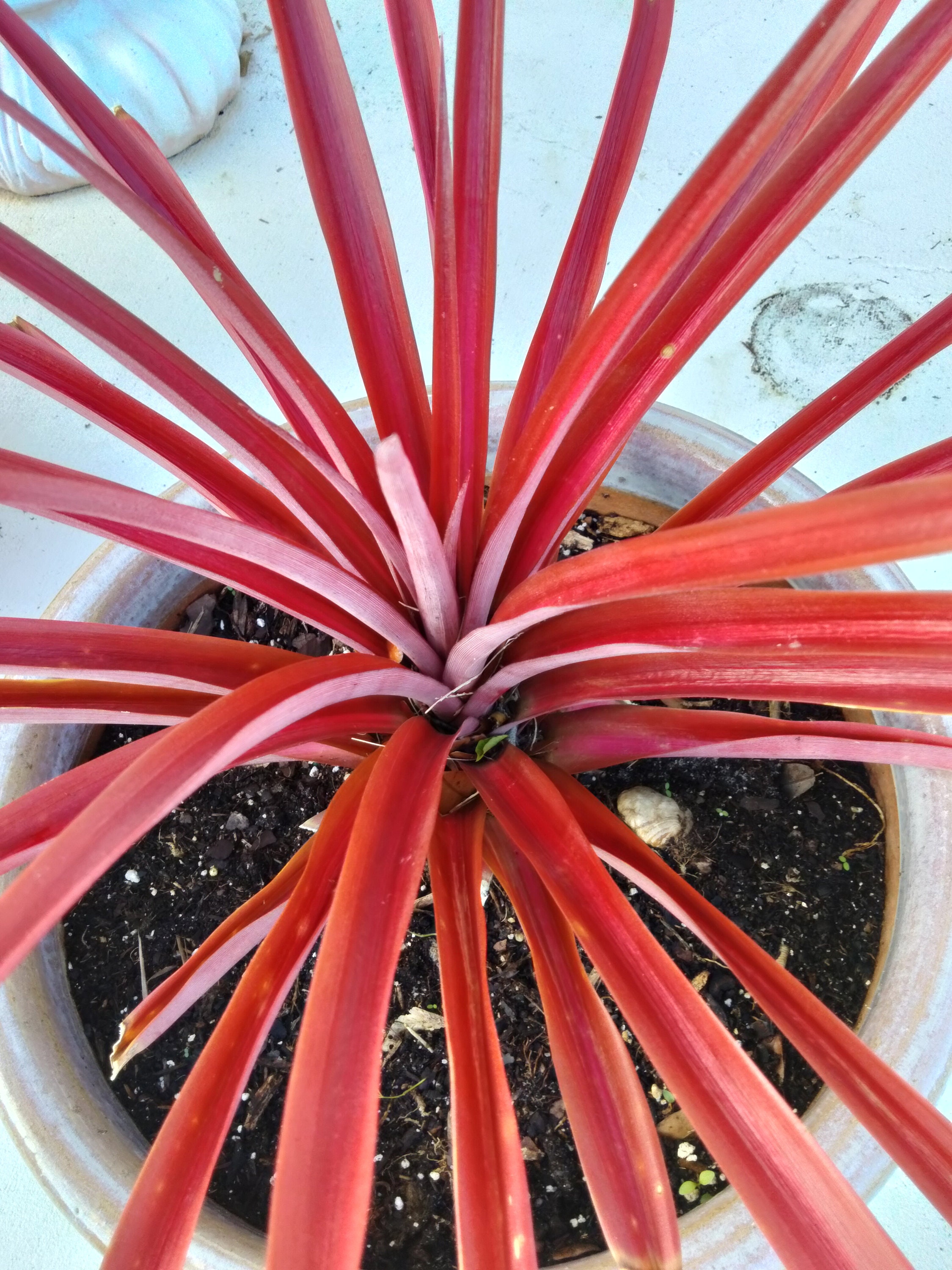 Bromeliad Ananas Lucida Red Spineless Pineapple - Etsy