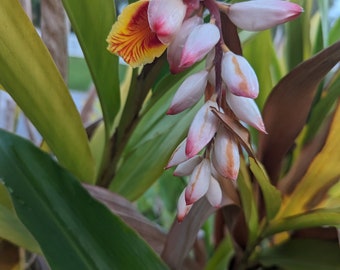 Variegated Shell Ginger alpinia Zerumbet variegata live Starter Plant ...