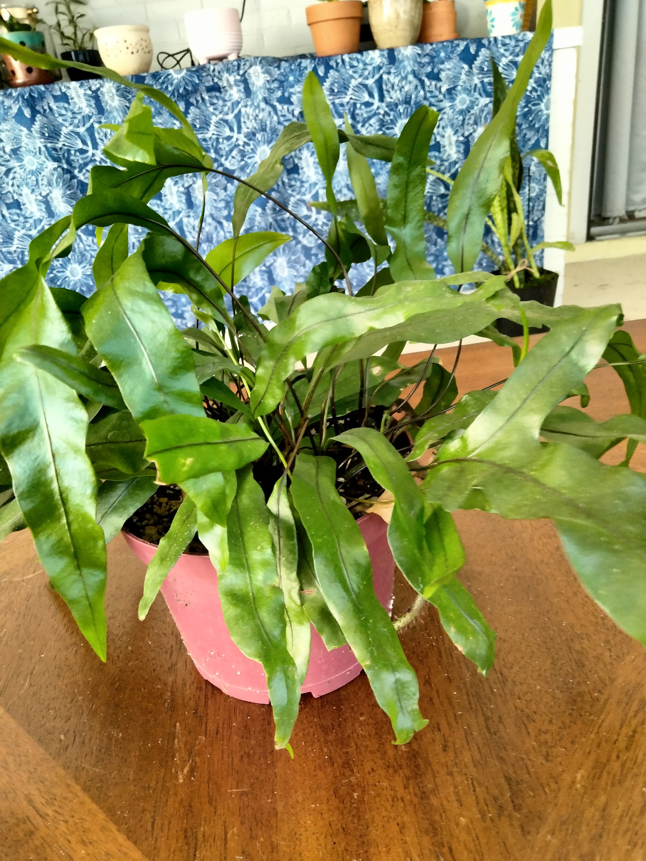 Kangaroo Paw Fern Microsorum Diversifolium - Etsy