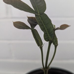 Guama Ice Cream Bean - Pepeto Inga Spectabilis (guamo Macheto, Guaba ...