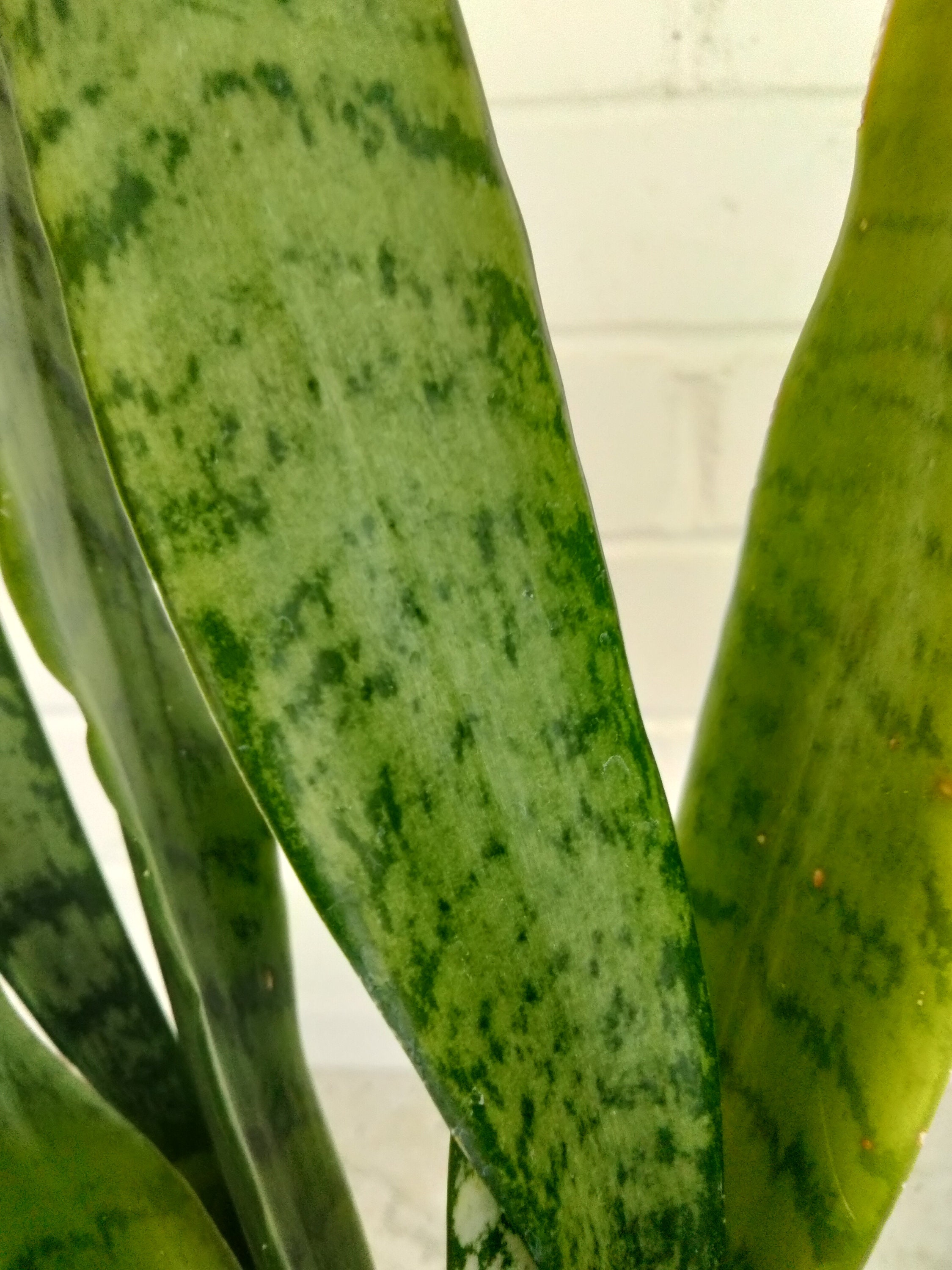 Snake Plant Sansevieria Zeylanica Bowstring Hemp - Etsy