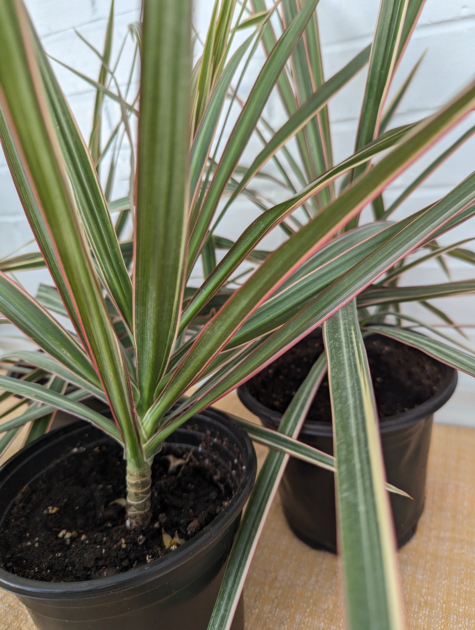 Madagascar Dragon Tree - Dracaena Marginata - Tricolor - Etsy