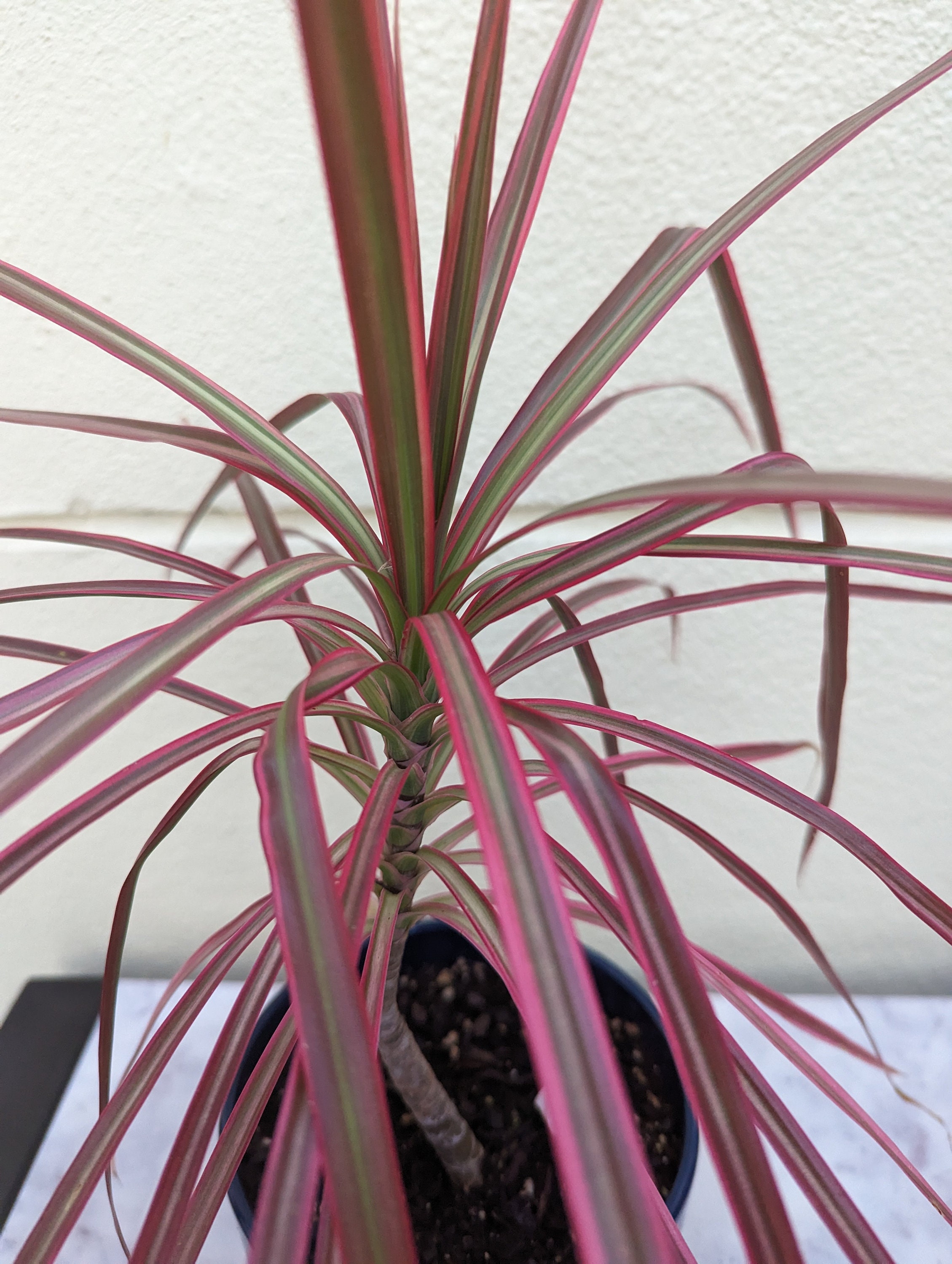 Madagascar Dragon Tree - Dracaena Marginata - Colorama - Etsy