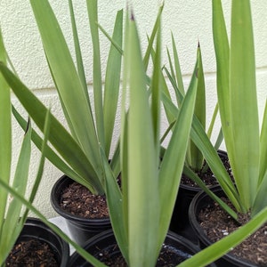 Yucca Elephantipes - ‘soft-tip Yucca’ - Spineless Yucca - Yucca ...