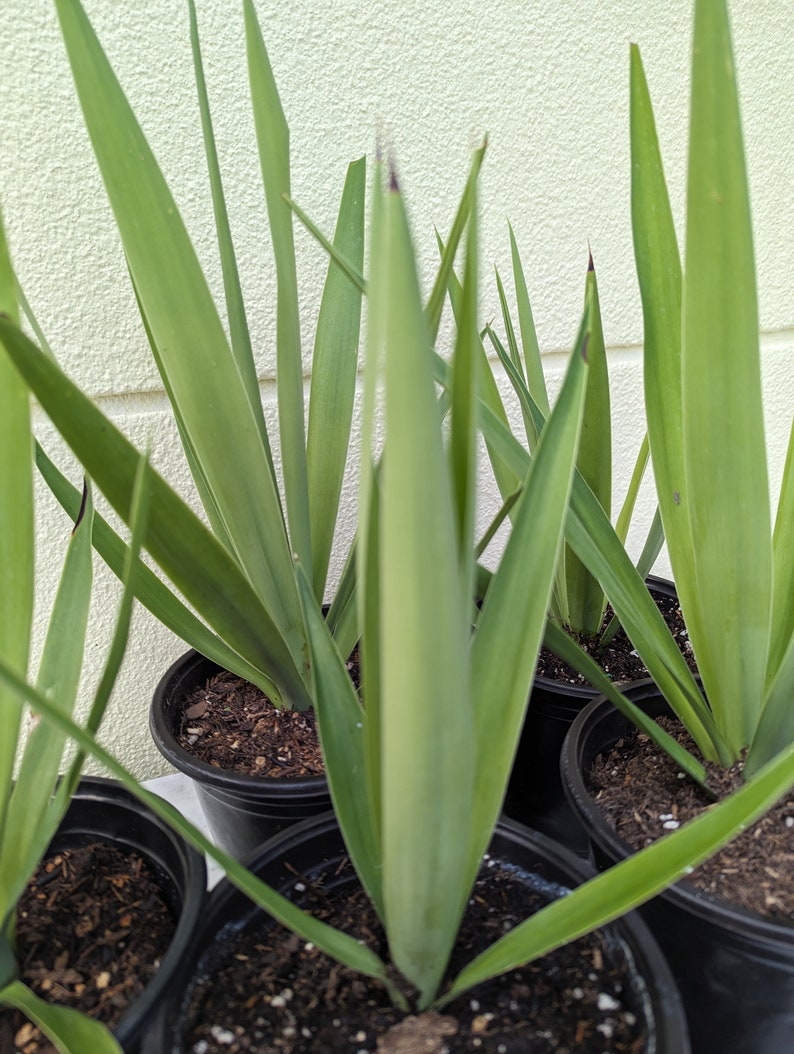 Yucca Elephantipes soft-tip Yucca Spineless Yucca Yucca Gigantea Stick ...