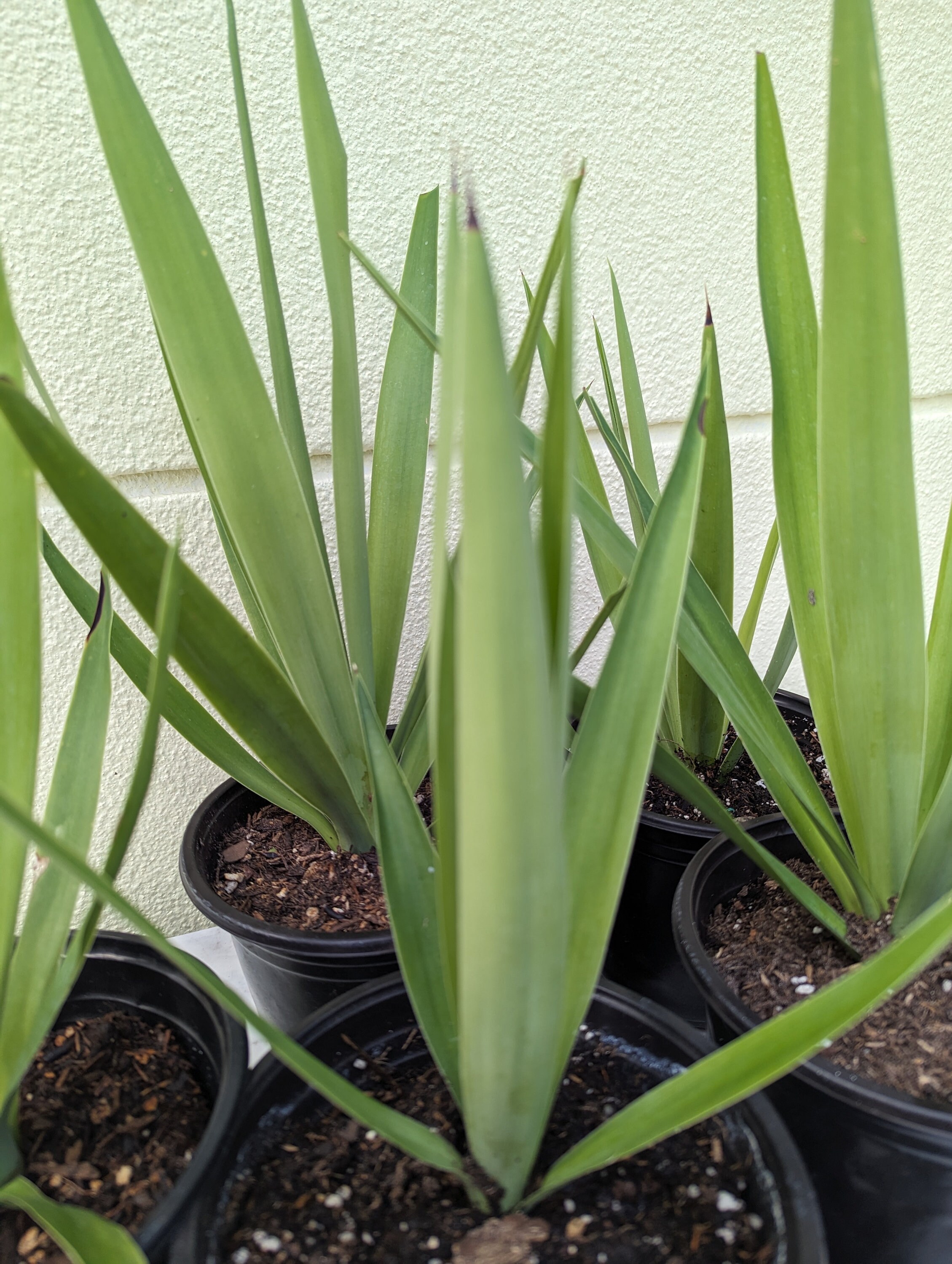 Yucca Elephantipes soft-tip Yucca Spineless Yucca Yucca Gigantea Stick ...