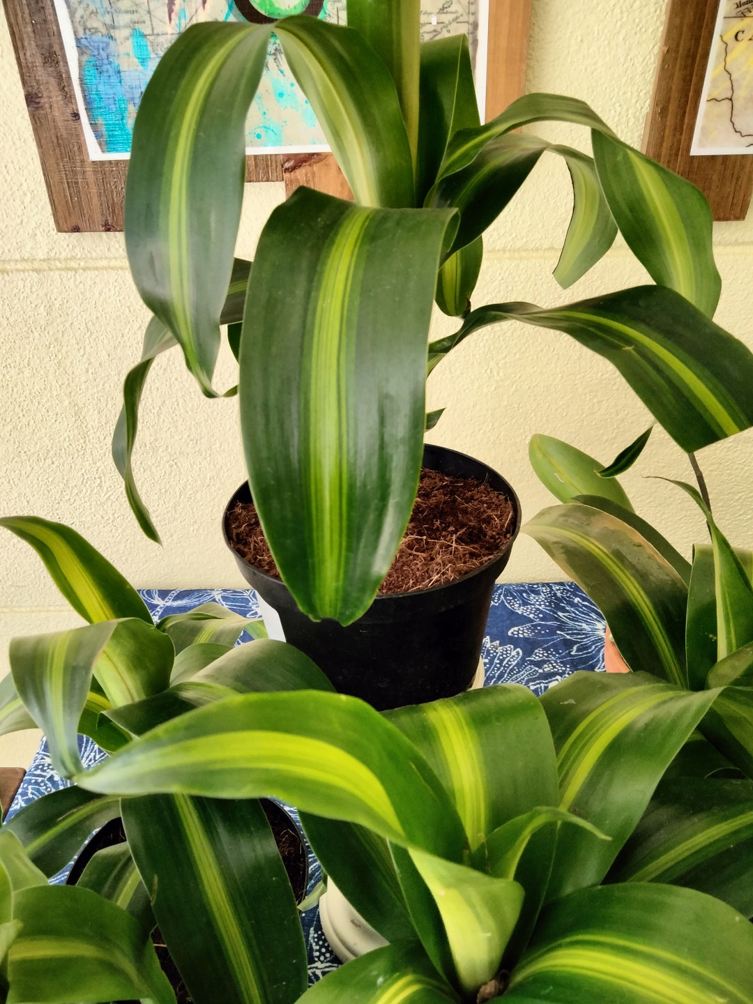 Dracaena Fragrans 'massangeana' - Corn Plant - Etsy