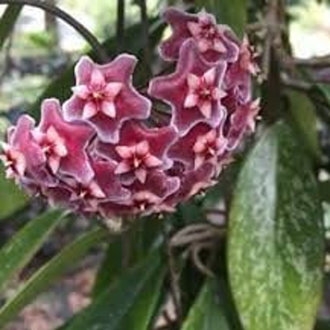 Hoya Pubicalyx 'splash' - Etsy