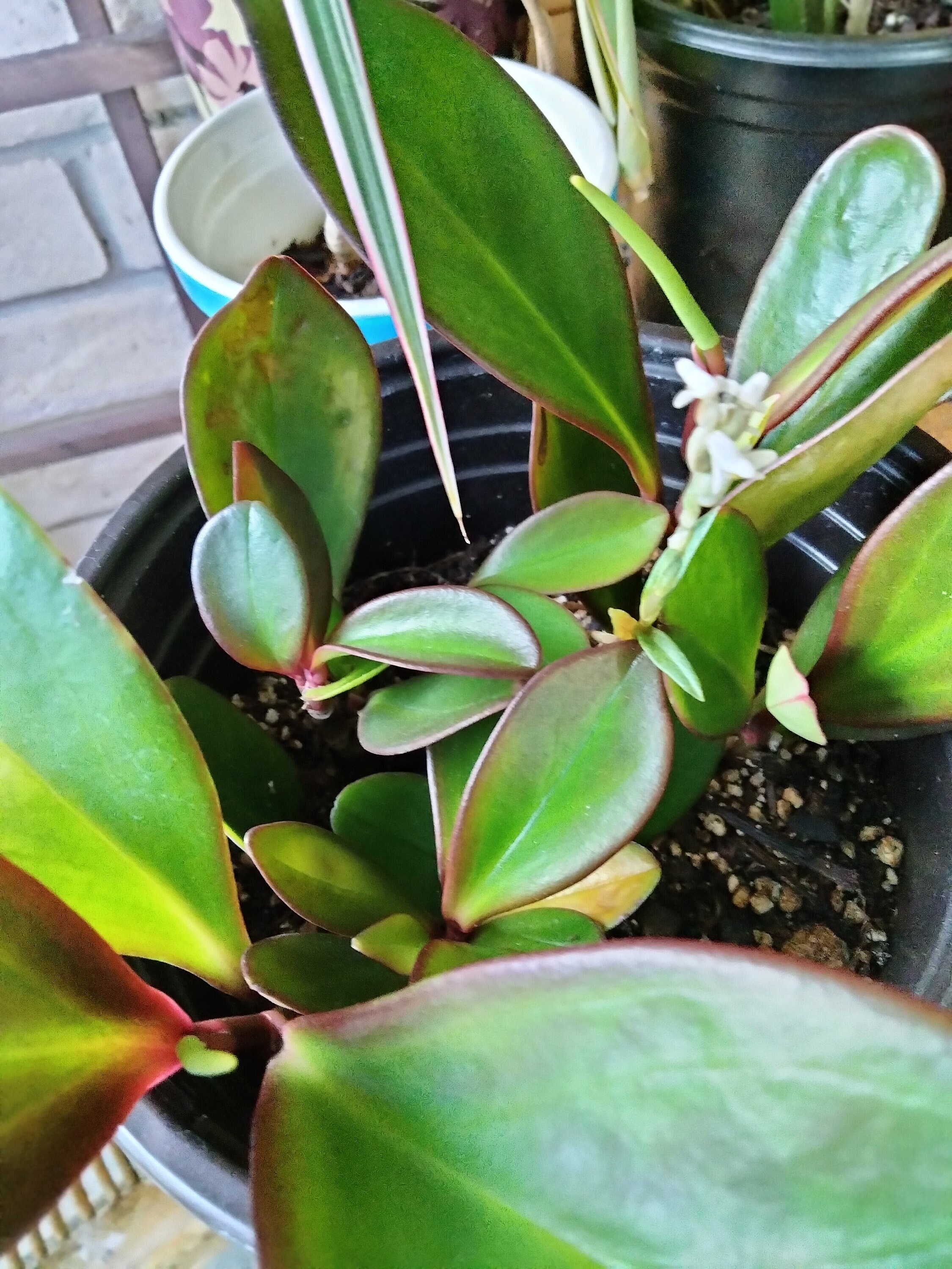 Peperomia Red Margin - Clusiifolia Red Margin - Red Edged Radiator ...