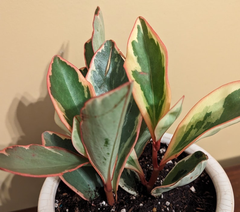 Peperomia Ginny - Peperomia Clusiifolia - Tricolor Peperomia ...