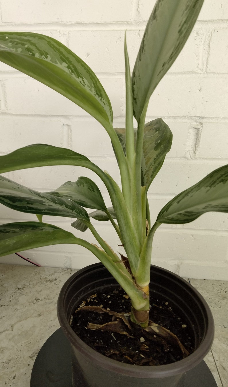 Aglaonema Silver Bay chinese Evergreen - Etsy