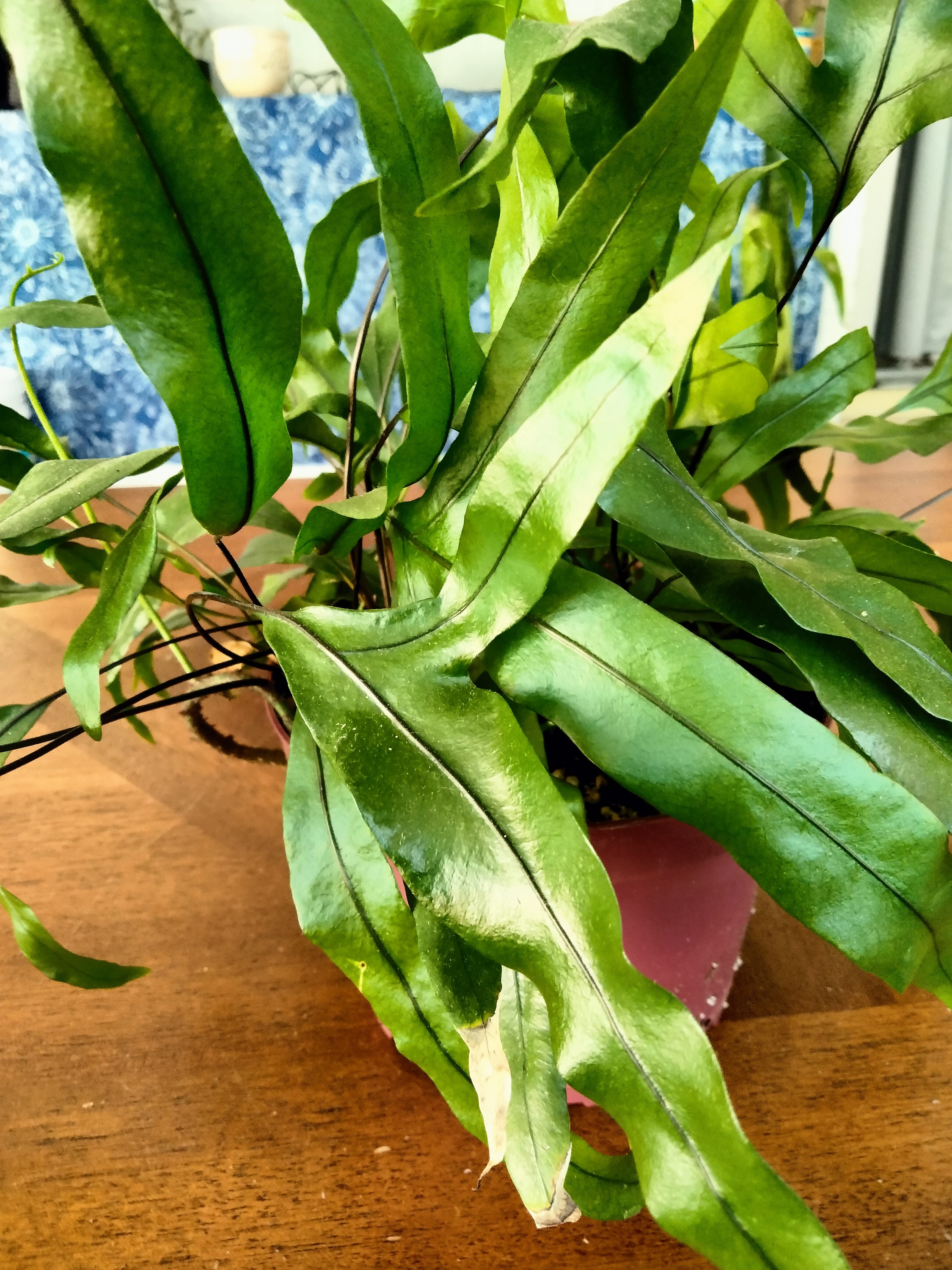 Kangaroo Paw Fern Microsorum Diversifolium - Etsy