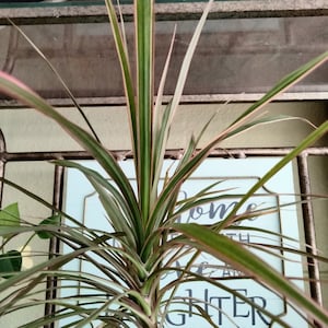 Madagascar Dragon Tree - Dracaena Marginata - Tricolor - Etsy