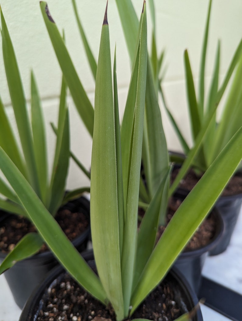 Yucca Elephantipes soft-tip Yucca Spineless Yucca Yucca Gigantea Stick ...