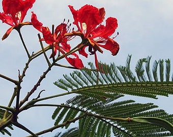 Royal Poinciana Tree Seedling Flamboyant Plant Flame Tree Krishna Chura ...