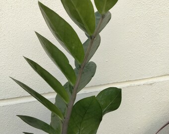 4pot of ZZ Plant, Zamioculcas Zamiifolia, Zee Zee Plant, Aroid Palm ...