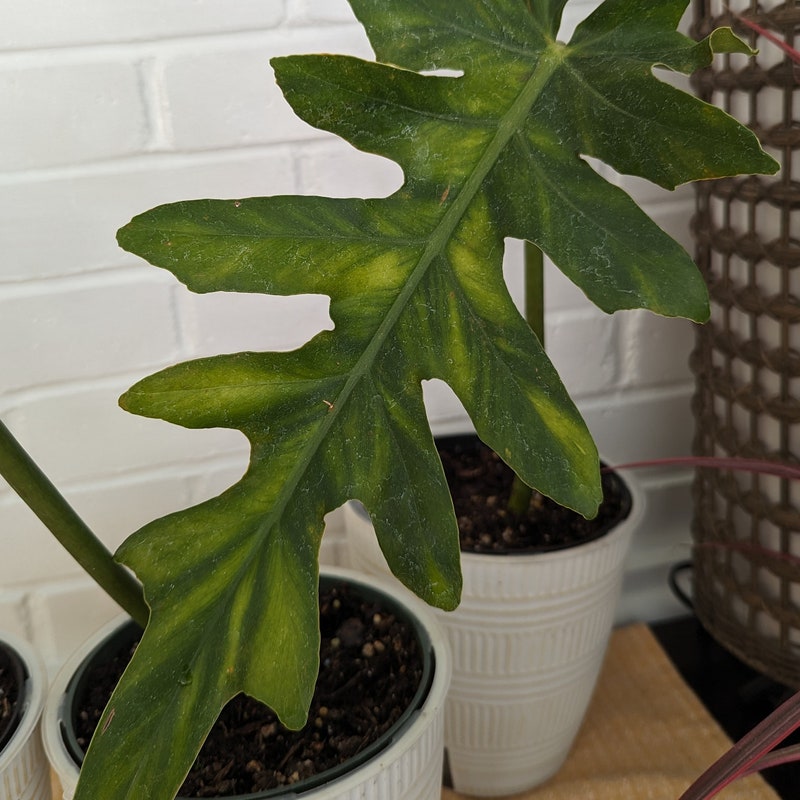 Philodendron Squamiferum - Etsy